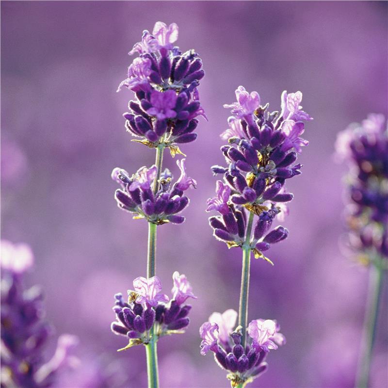 Buy Glade Solid Gel Lavender 180g Online at Chemist Warehouse®